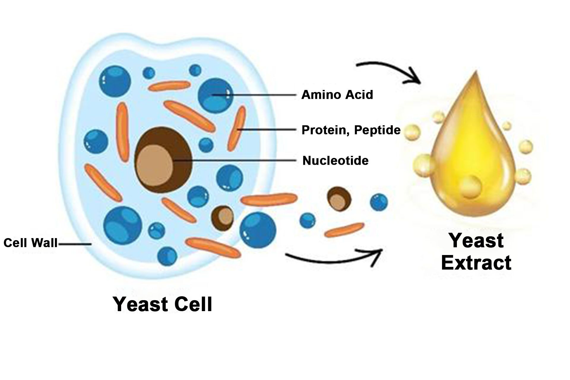 Exploring Yeast Extract: Composition and Applications - JustLong
